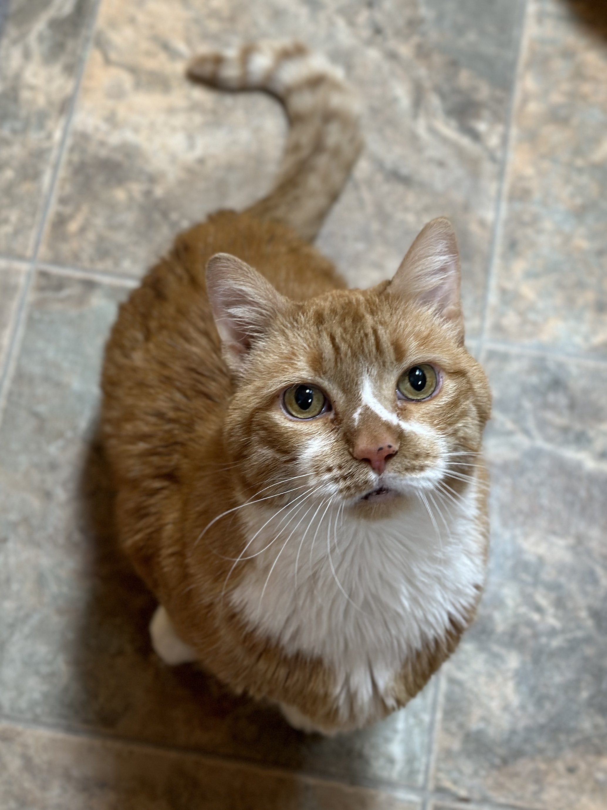 Adoptable Cats — Lander Pet Connection