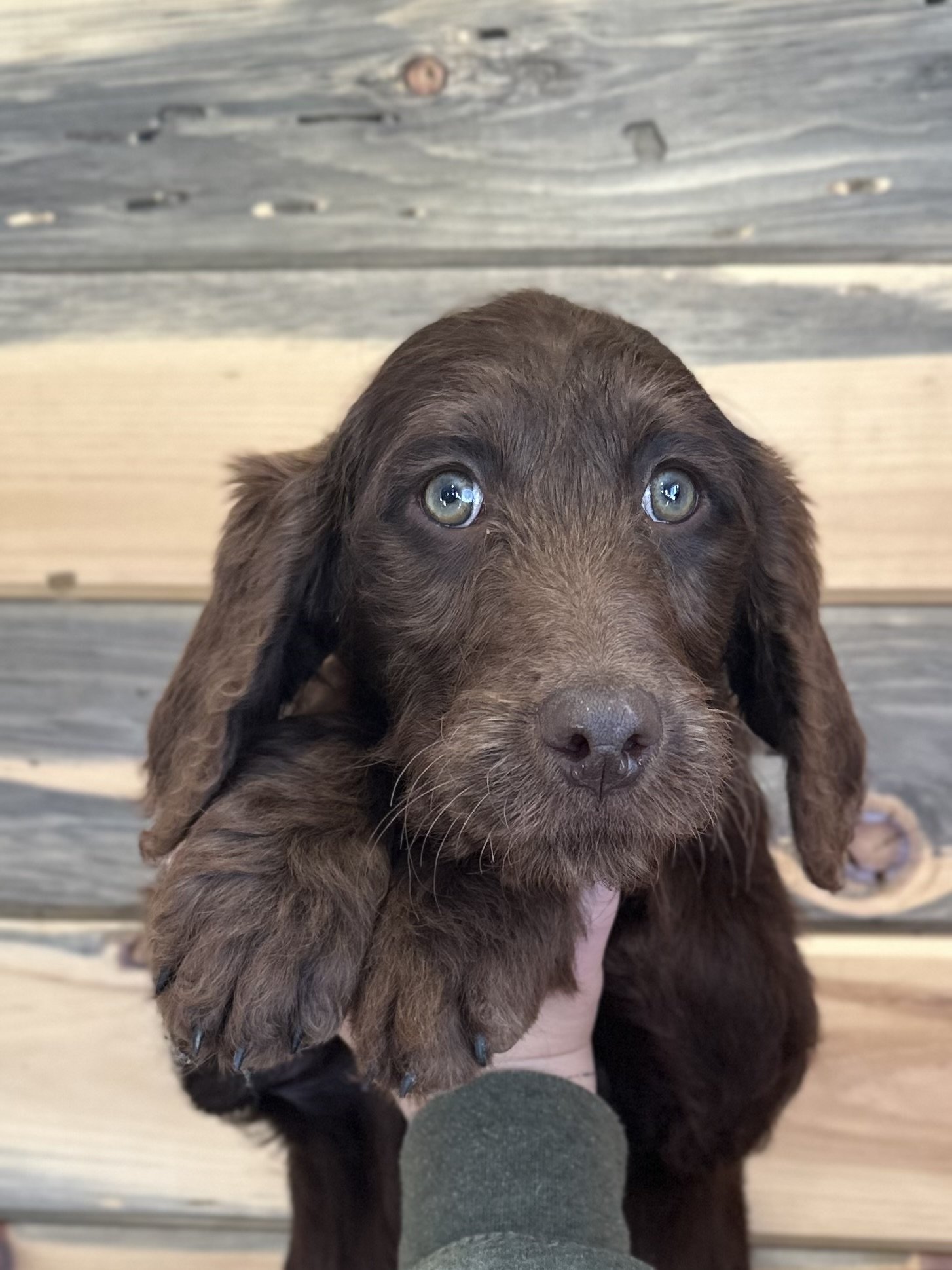 Lander Pet Connection