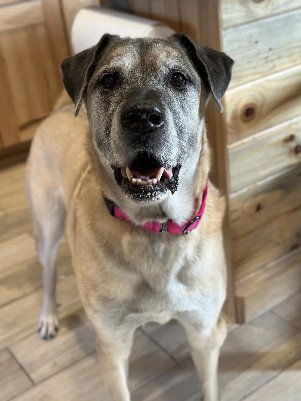 Adoptable Dogs — Lander Pet Connection
