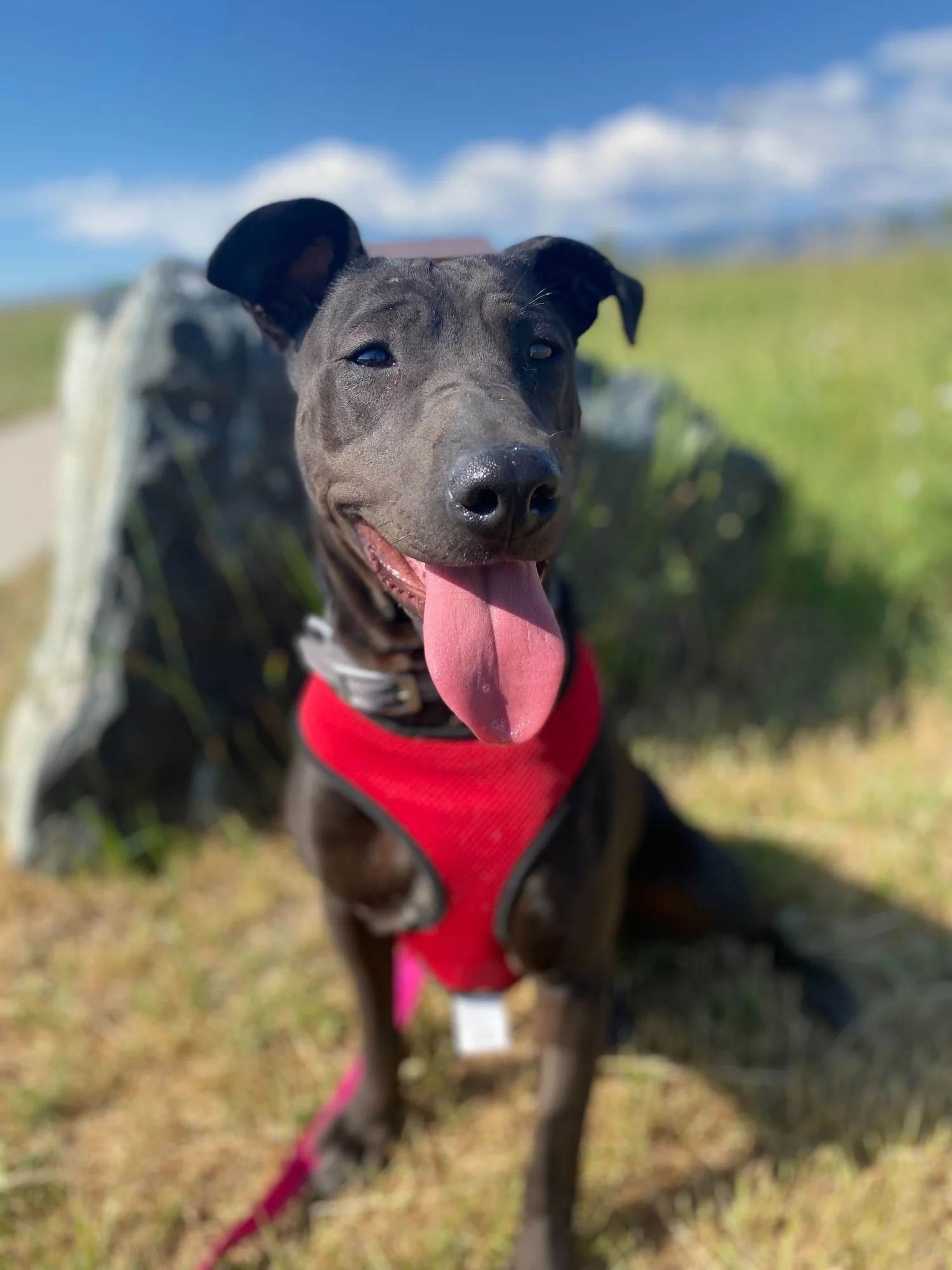 Adoptable Dogs — Lander Pet Connection