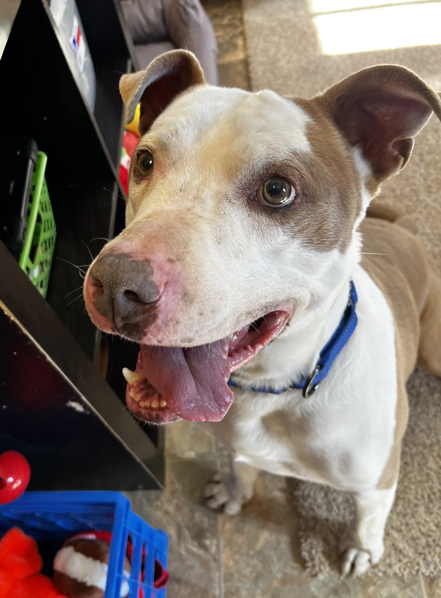 Adoptable Dogs — Lander Pet Connection