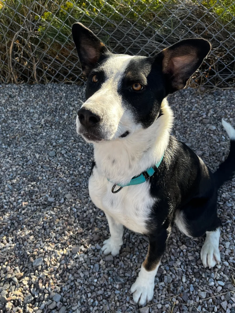 Adoptable Dogs — Lander Pet Connection