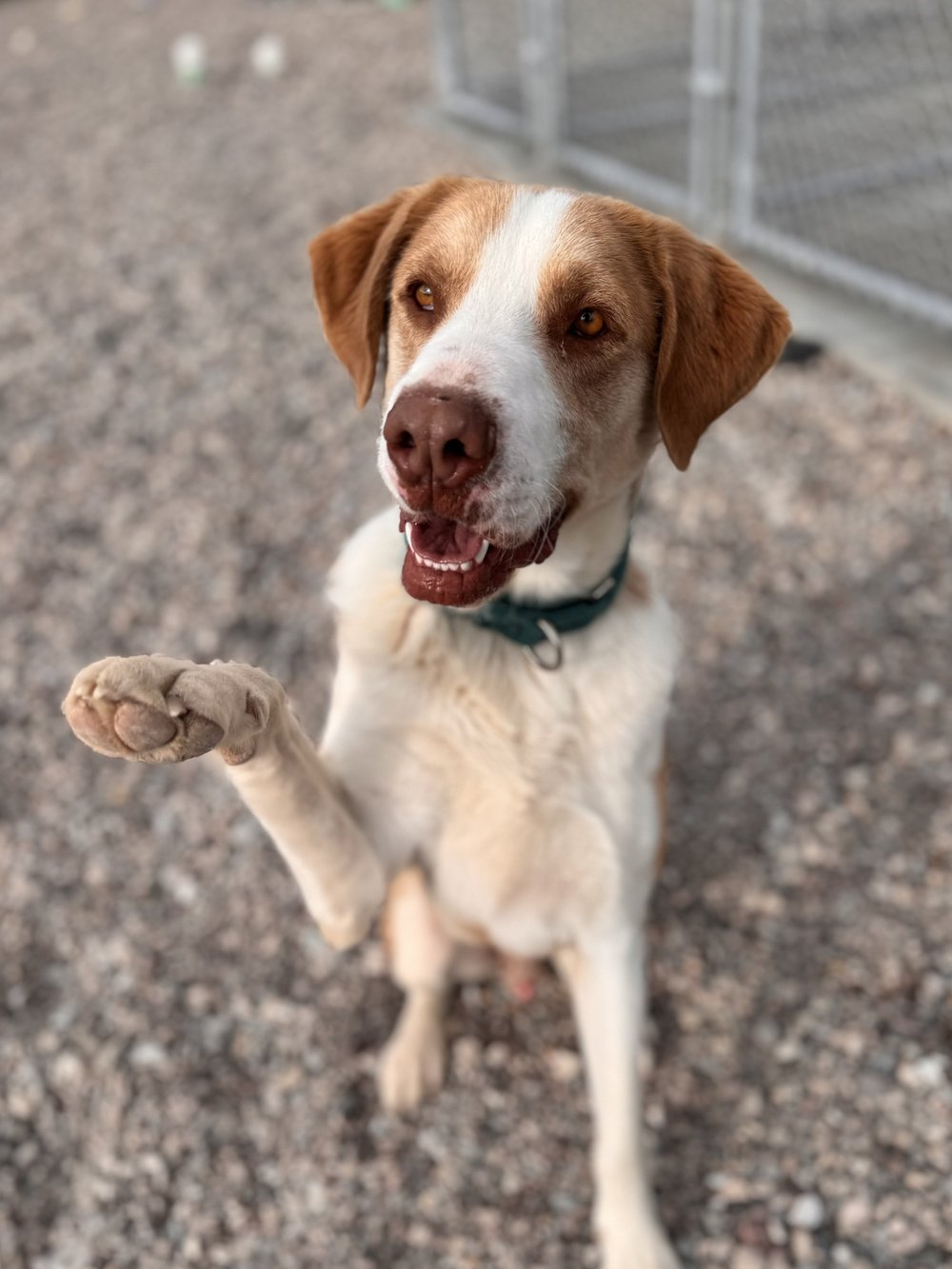 Adoptable Dogs — Lander Pet Connection