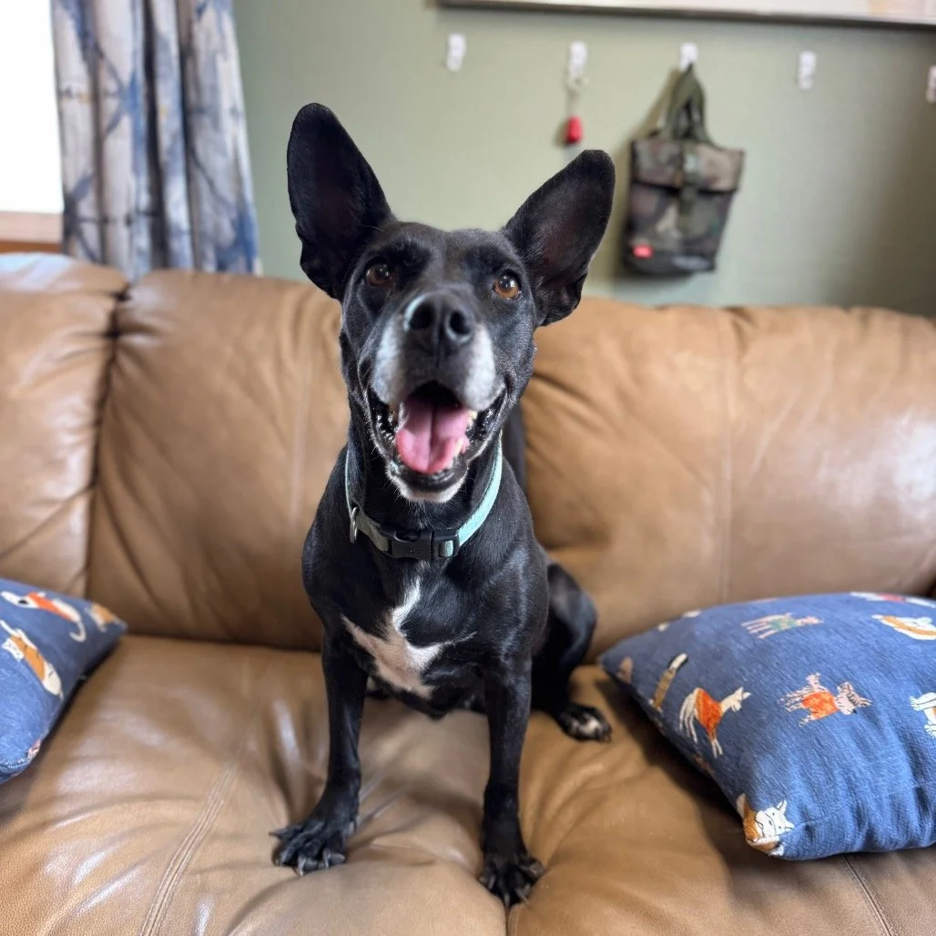 Adoptable Dogs — Lander Pet Connection