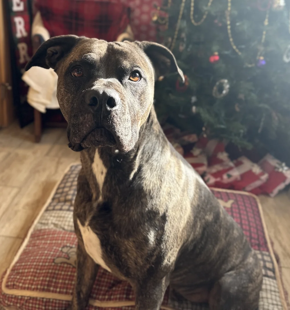 Adoptable Dogs — Lander Pet Connection