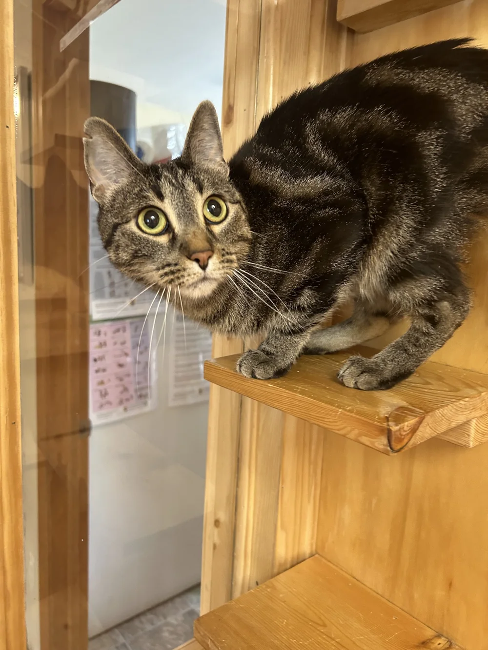 Adoptable Cats — Lander Pet Connection