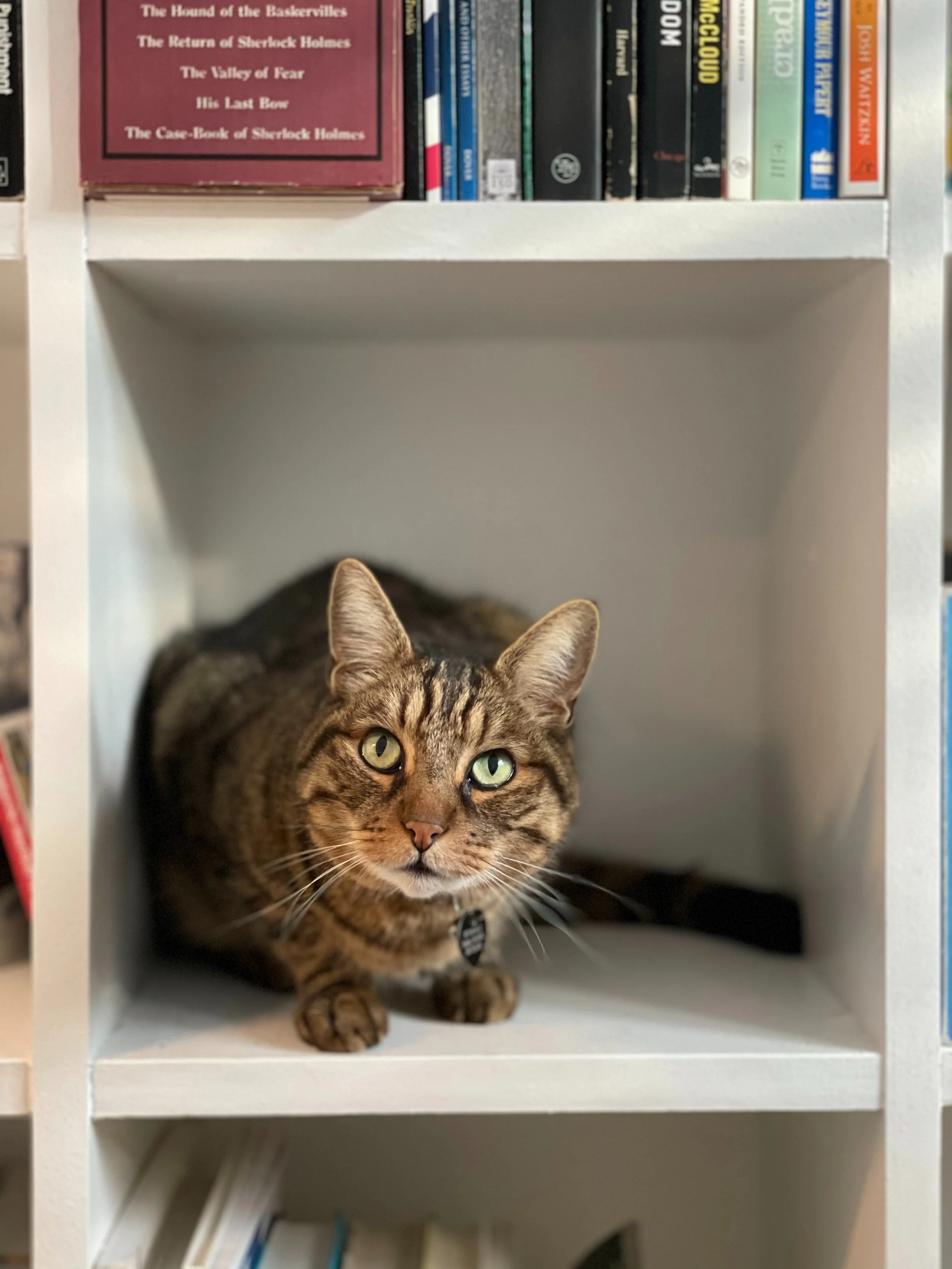 ADOPTABLE CATS — Lander Pet Connection