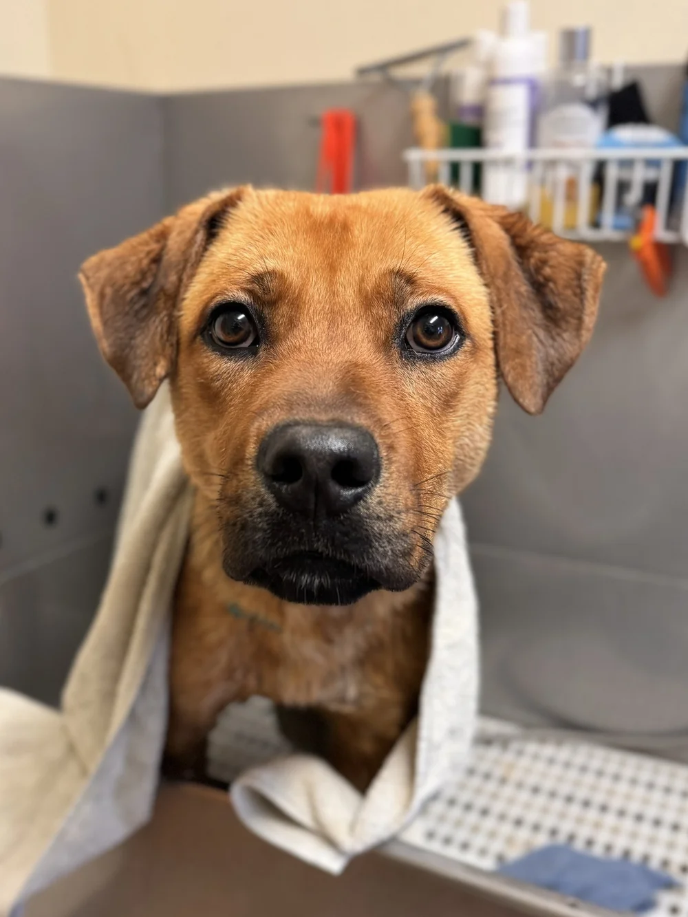 Adoptable Dogs — Lander Pet Connection