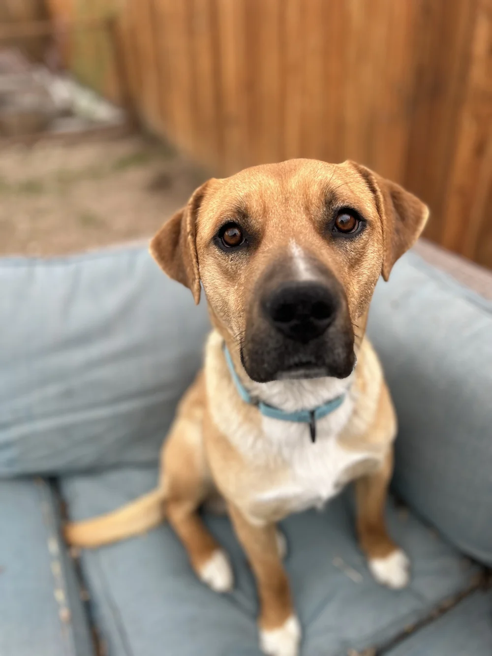 Adoptable Dogs — Lander Pet Connection