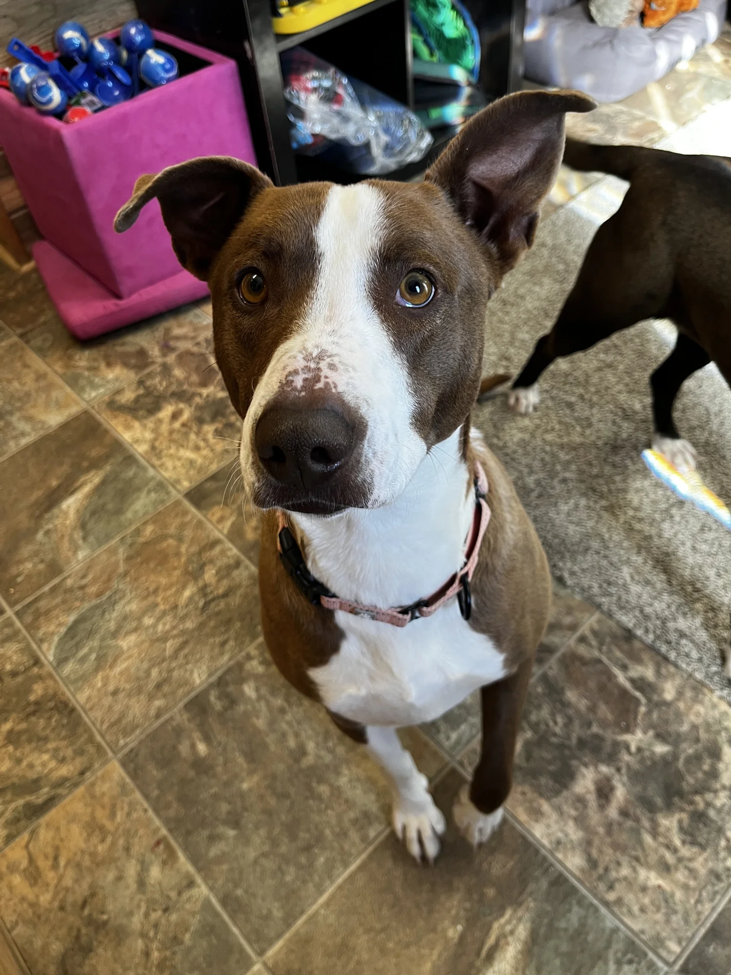 Adoptable Dogs — Lander Pet Connection
