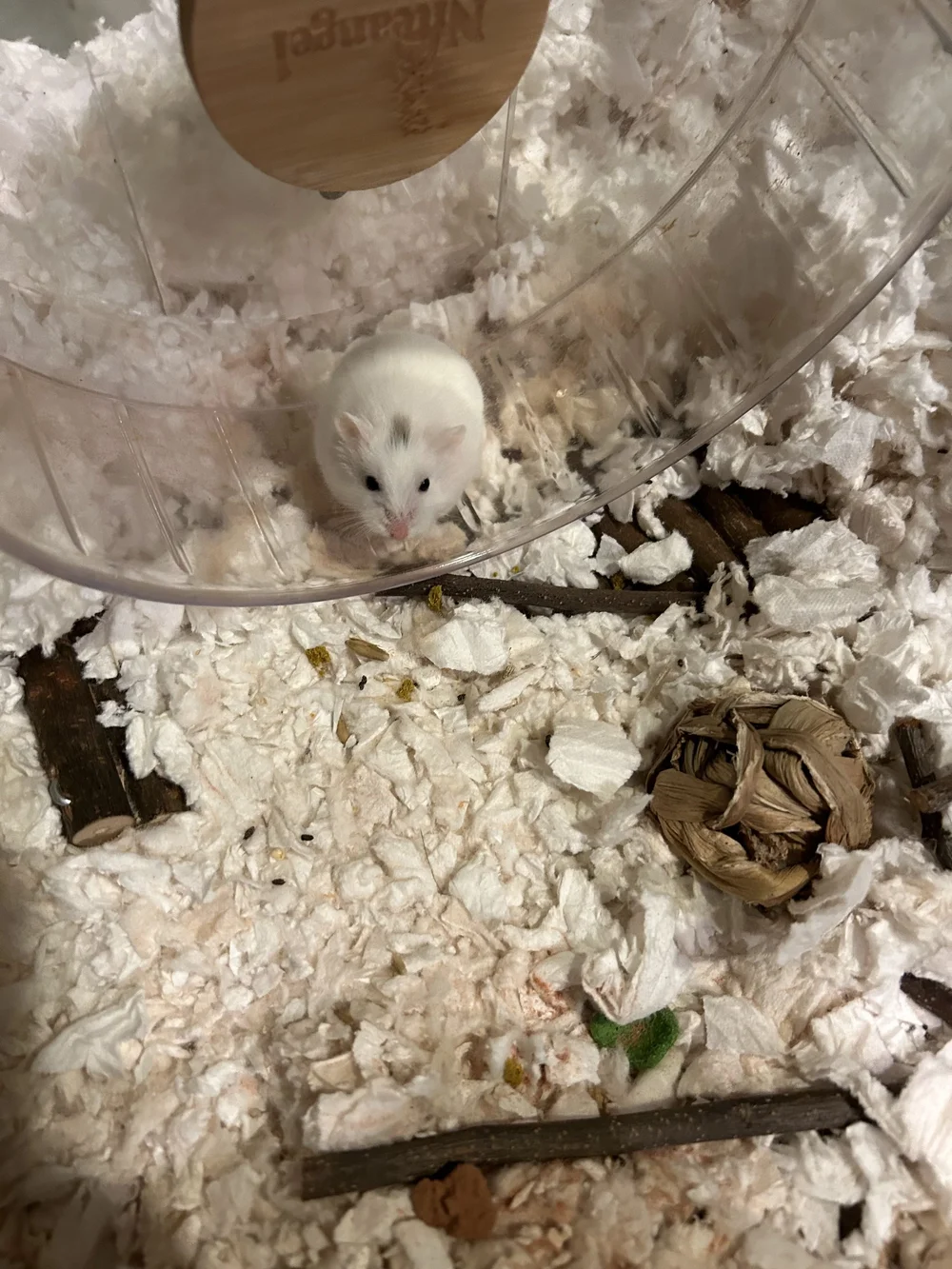 Adopt — Gretta's Hamster Rescue