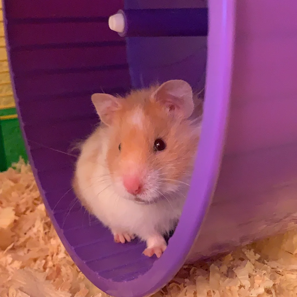 Gretta's Hamster Rescue