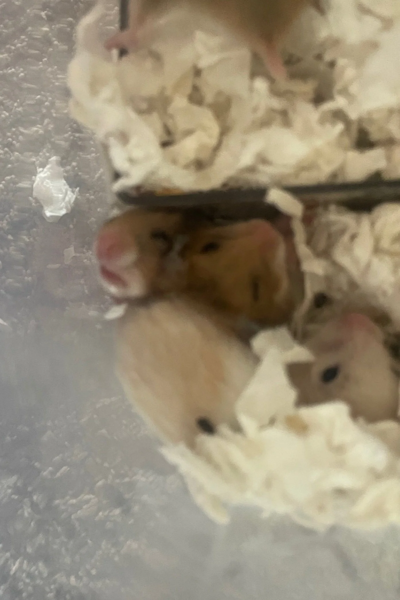 Adopt — Gretta's Hamster Rescue