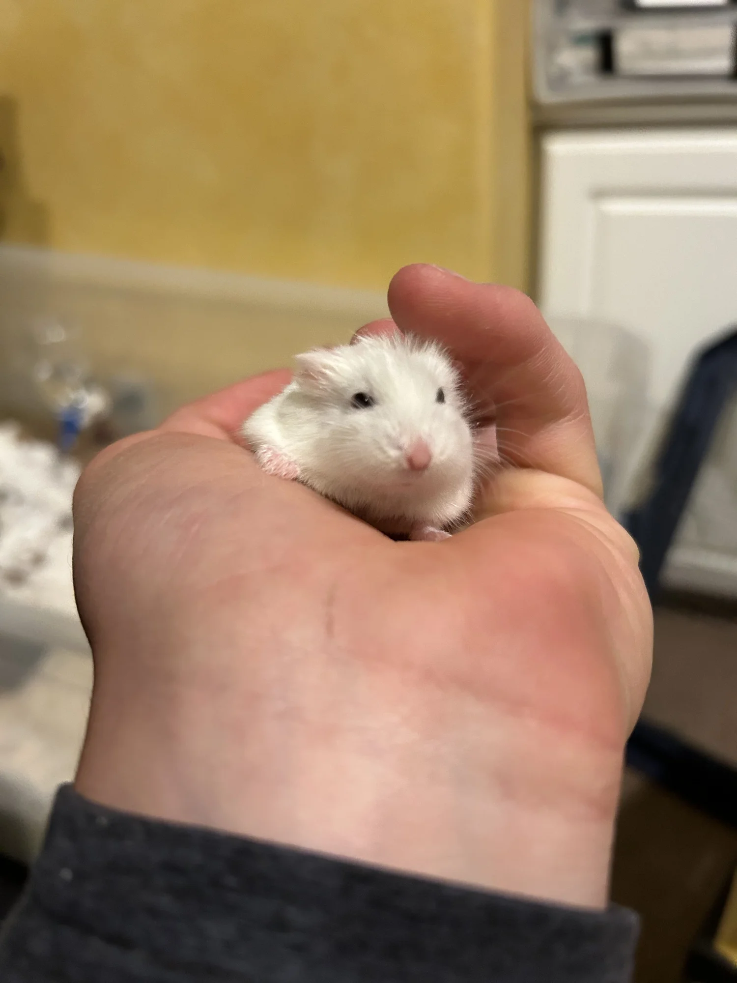Adopt — Gretta's Hamster Rescue