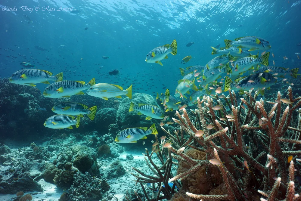 Ultra Mint Dive Resort, Diving in Bohol and Balicasag 极致潜水度假村, 薄荷岛潜水