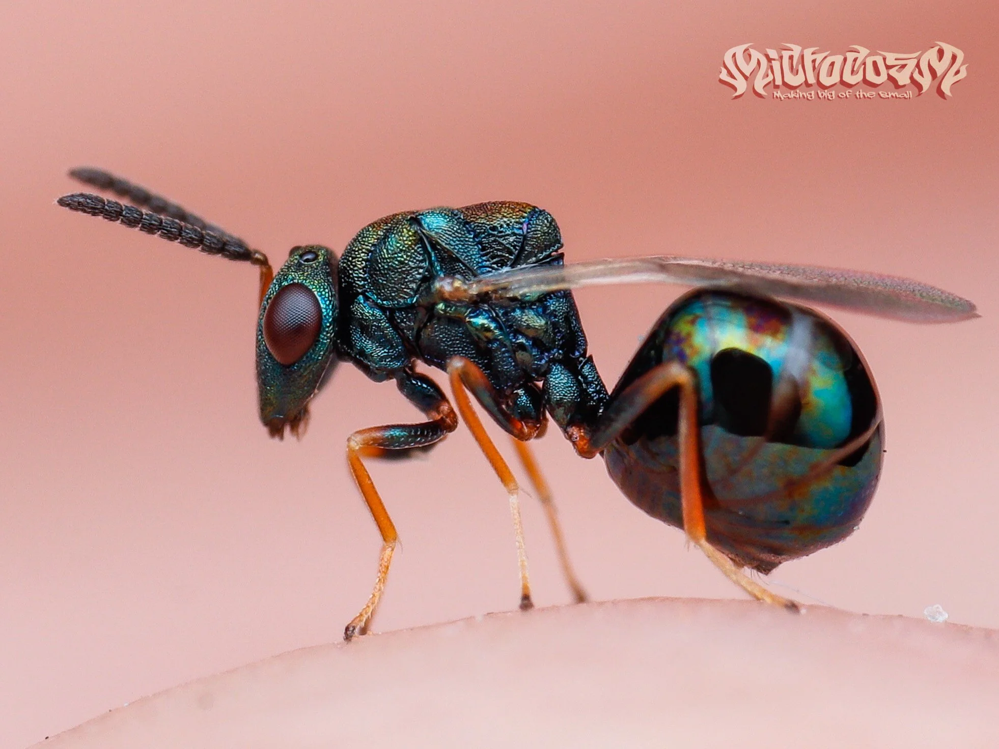 Hymenoptera Wasp