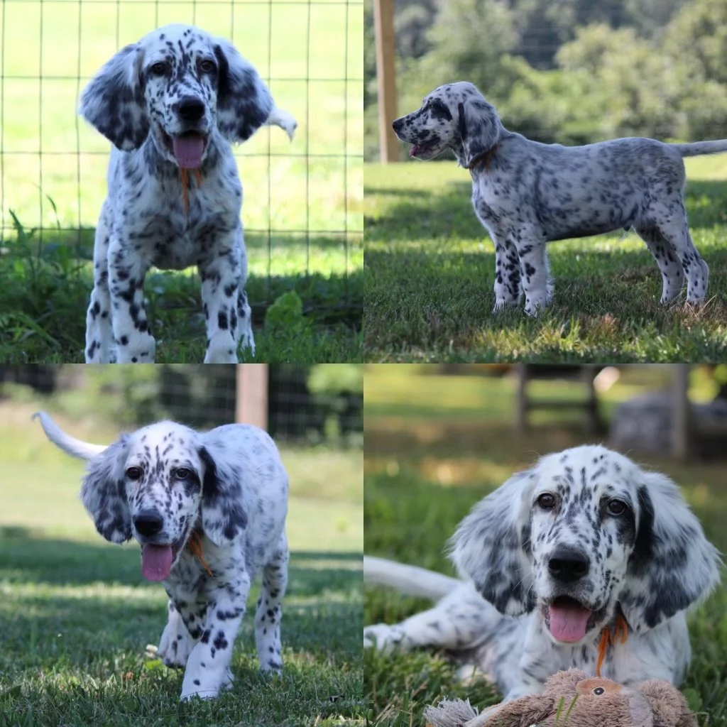 General 2 — Flanagan Springs Kennel