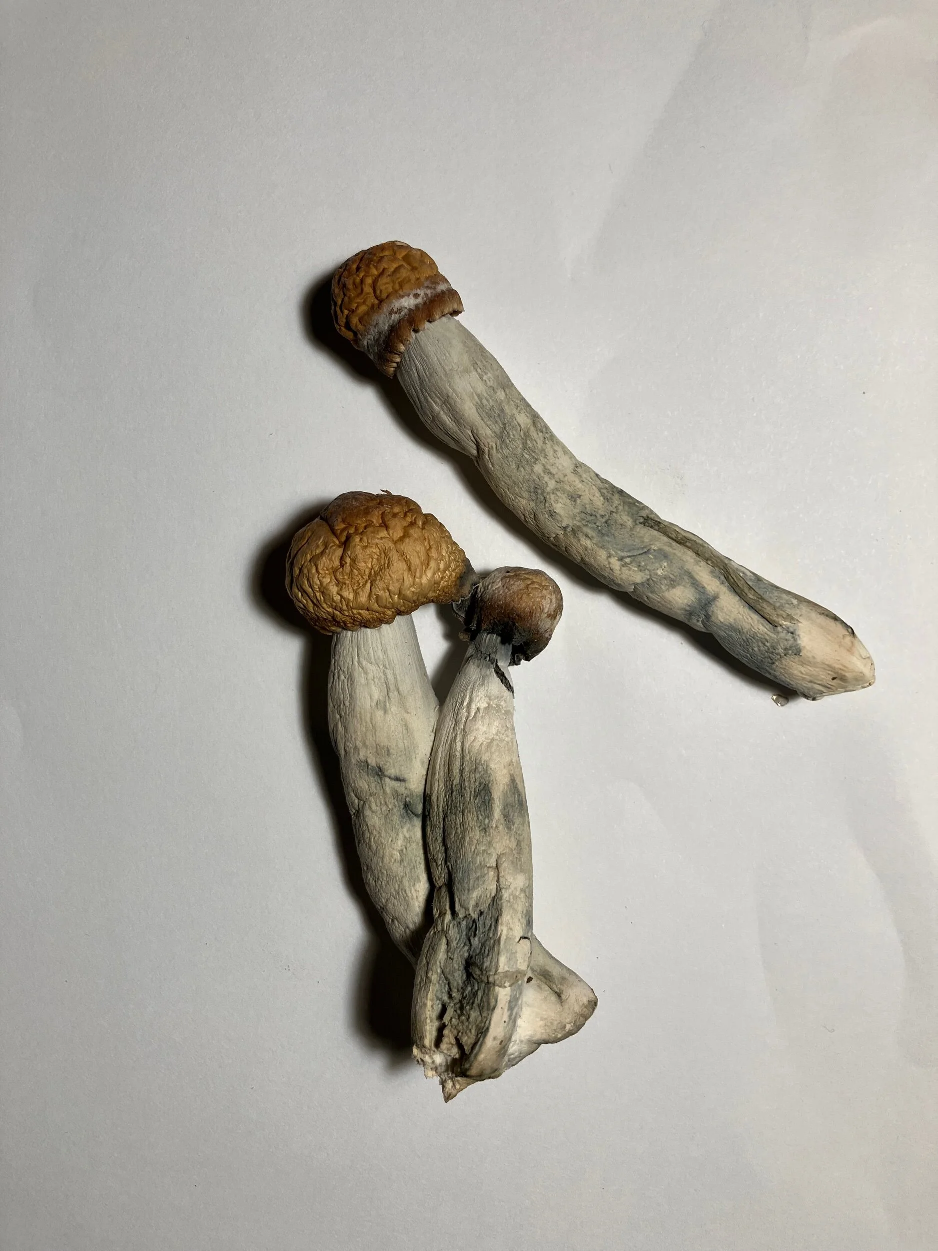 Shop — Psilo Lifestyle Products