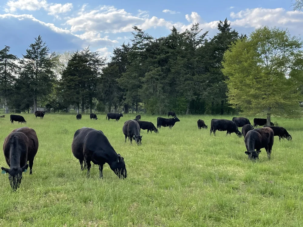 Our Herd — Dean Angus Farm