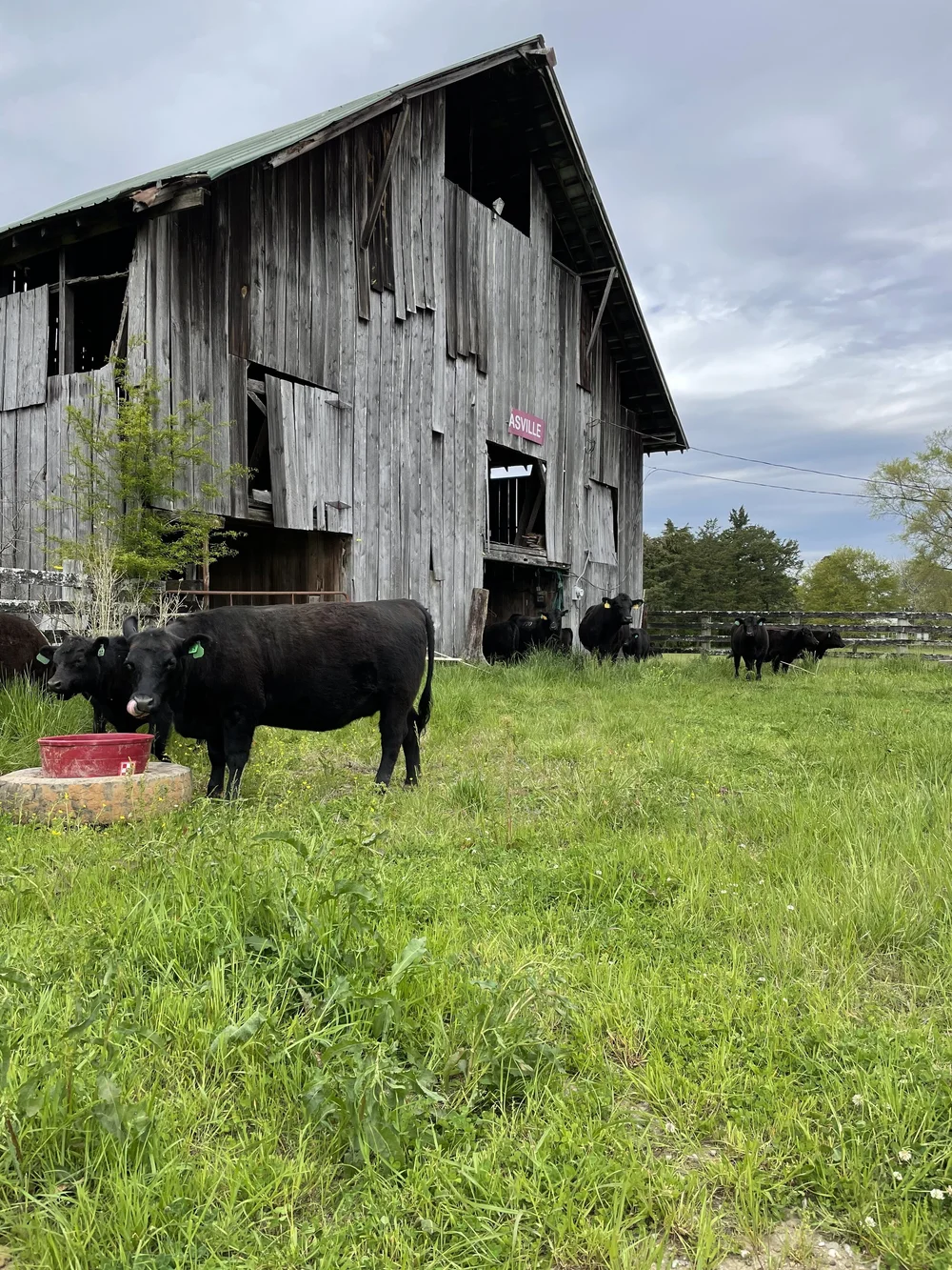 Our Herd — Dean Angus Farm