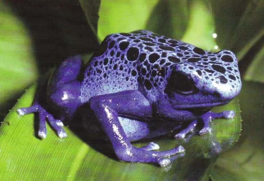 Poison Dart Frog Purple