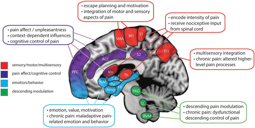 Pain in the Brain! — RISE