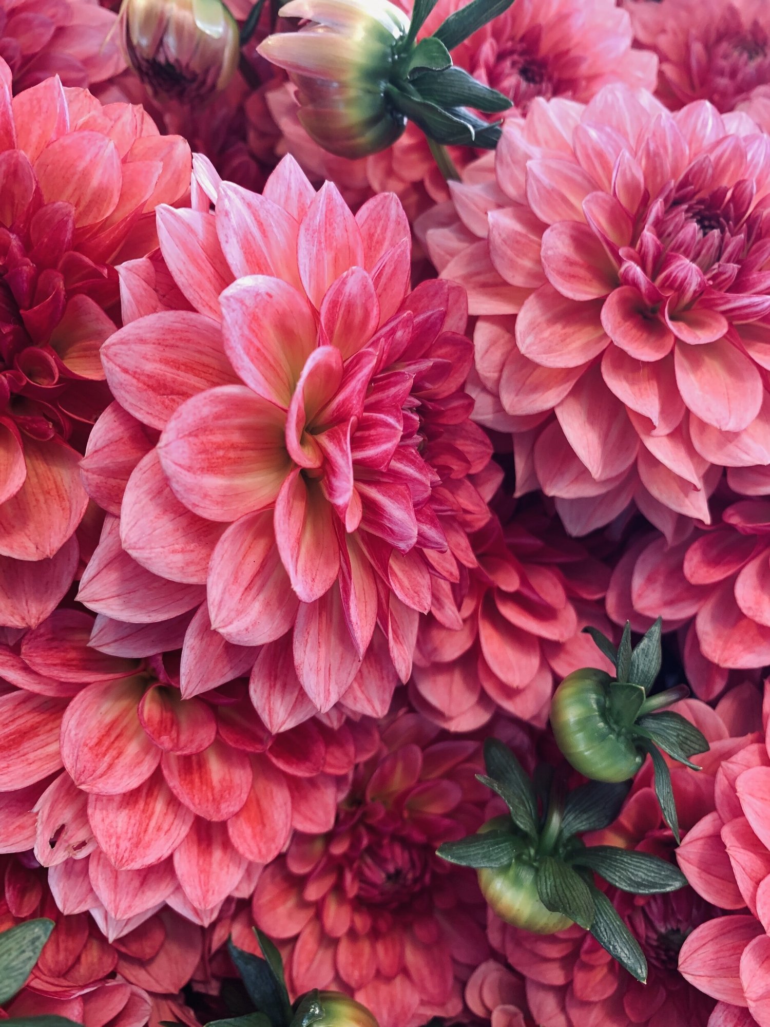 Flower Bars — Friday Flowers
