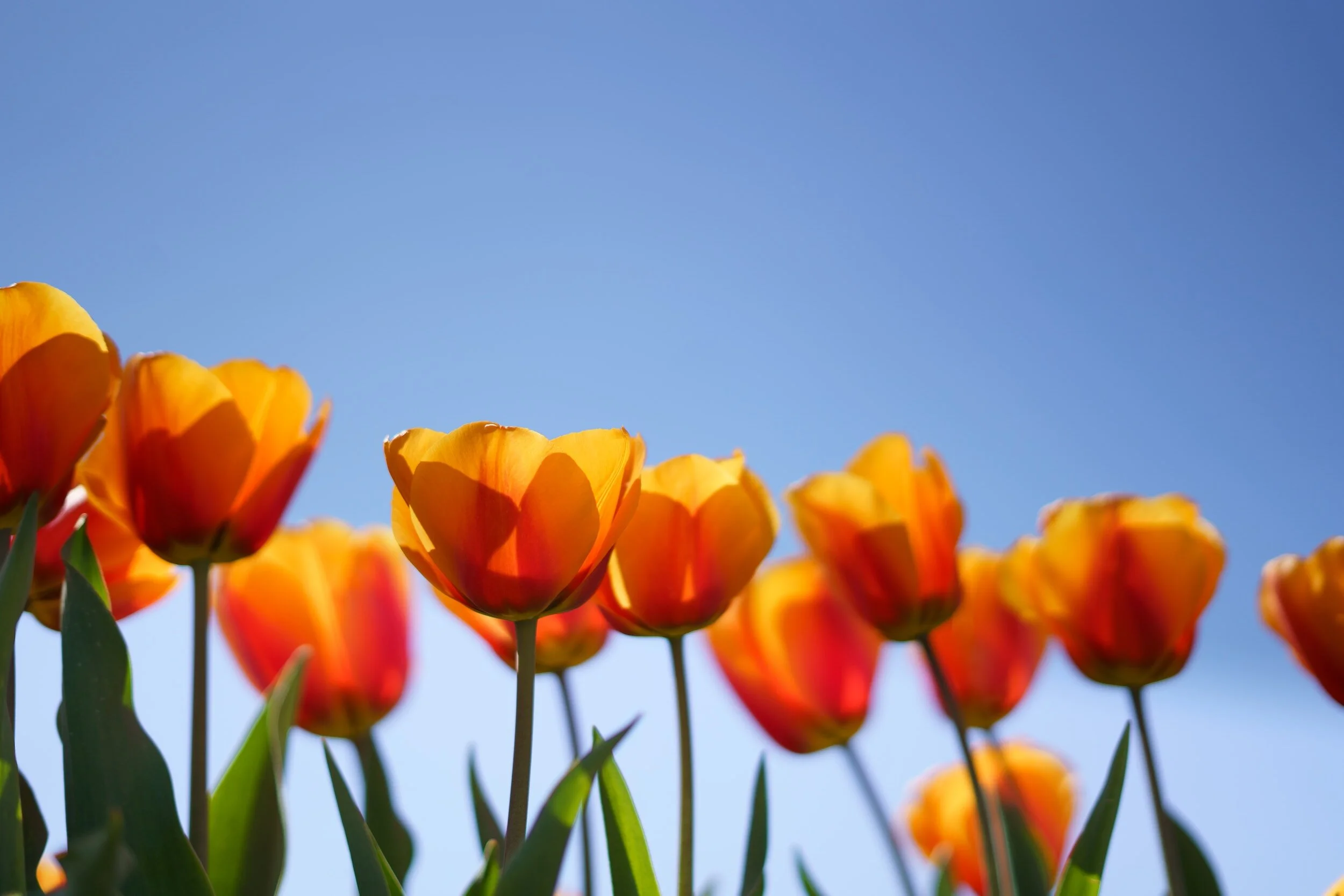 Tulip Festival — Blaser's Acres