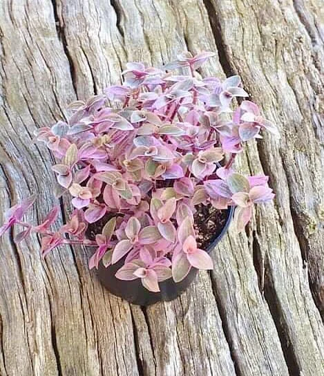 Succulents - B — Manning Valley Succulent Garden