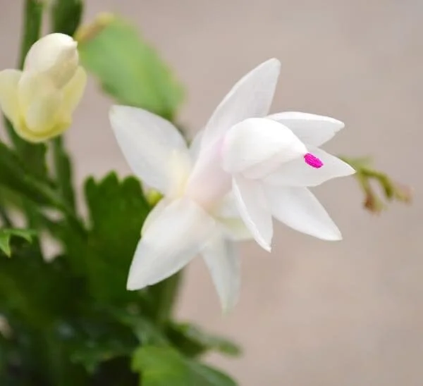 Schlumbergera aka. "Zygo Cactus" or "Christmas Cactus" - Apricot ...