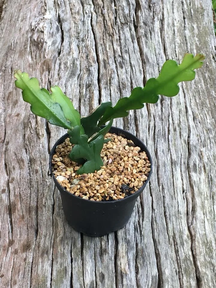 Succulents - B — Manning Valley Succulent Garden