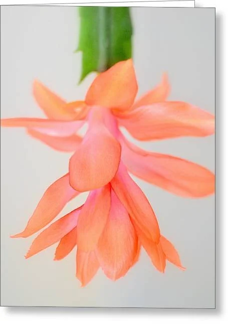 Succulents - B — Manning Valley Succulent Garden