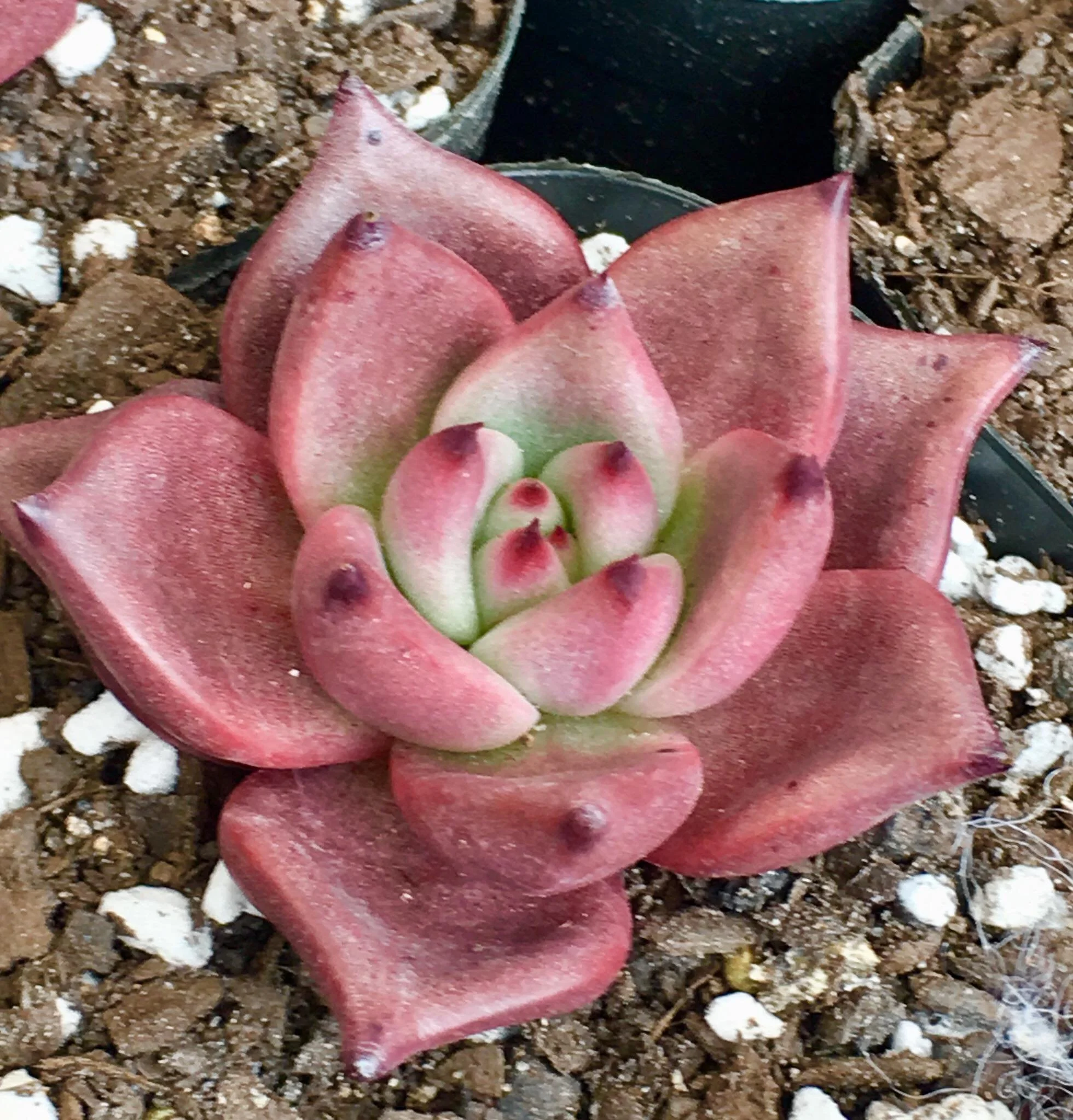 Echeveria Agavoides Romeo