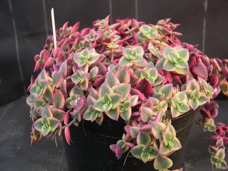Crassula Pellucida Marginalis "Isabella" Variegata — Manning Valley ...