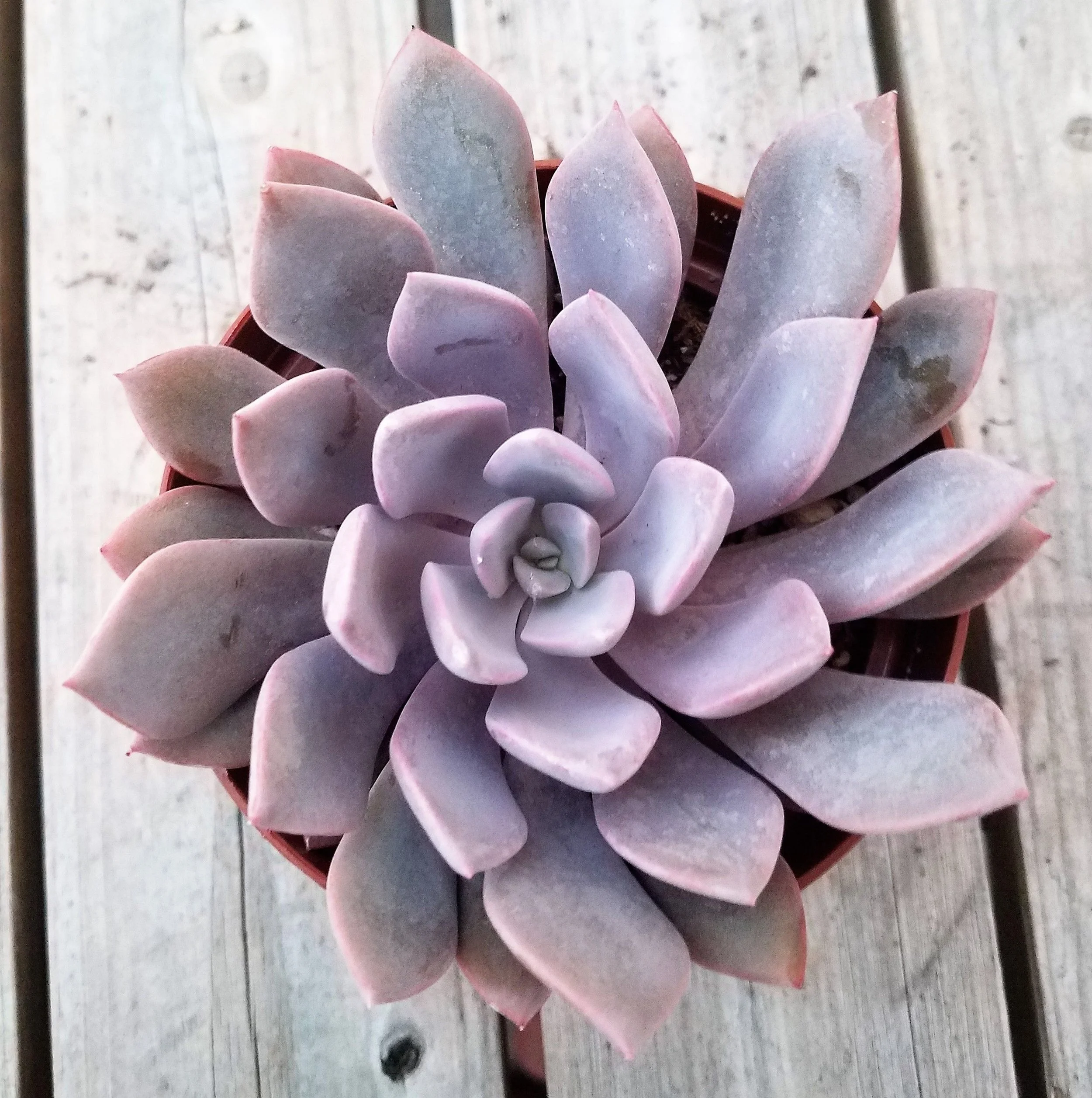Graptoveria Rose Queen — Manning Valley Succulent Garden