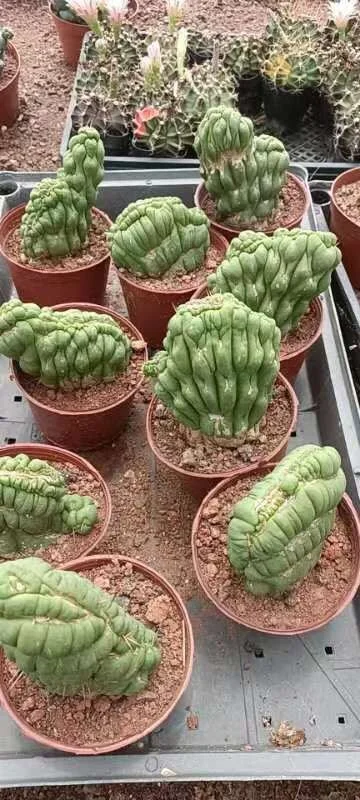 Cacti — Manning Valley Succulent Garden