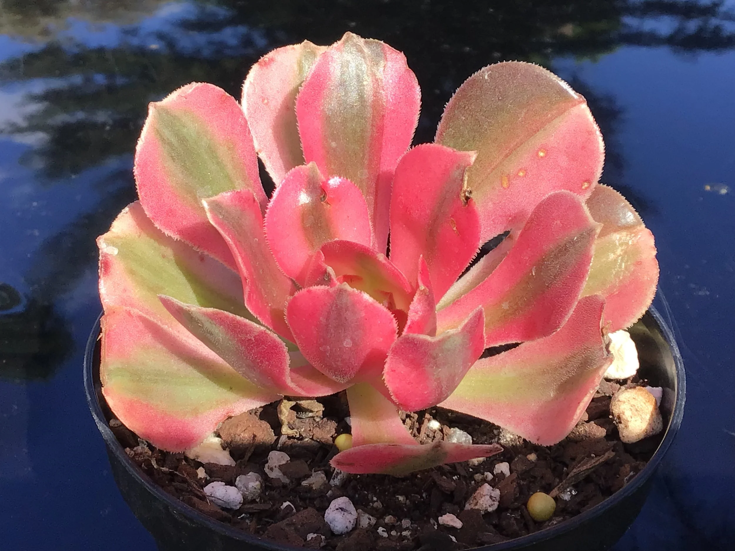 龟甲龙 Dioscorea Elephantipes — Manning Valley Succulent Garden