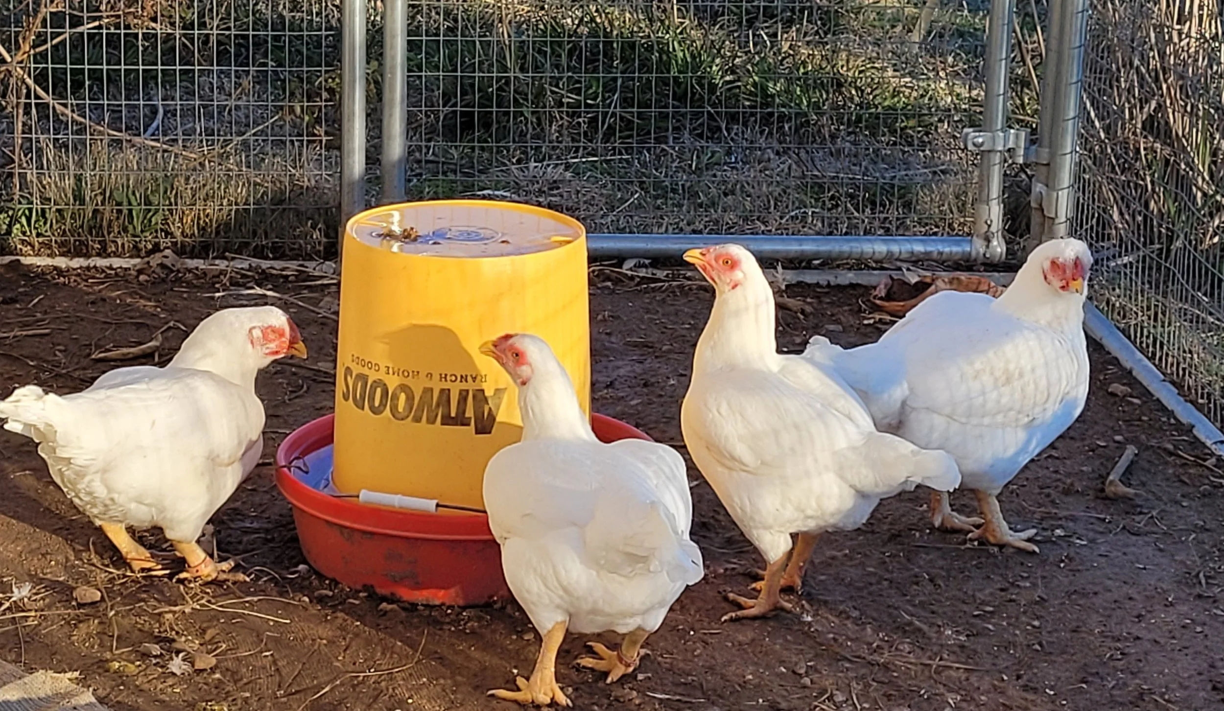 White Cornish — Harrison Chicken Ranch