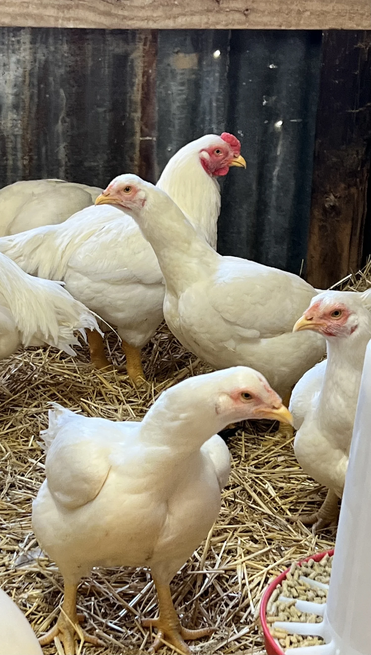 White Cornish — Harrison Chicken Ranch
