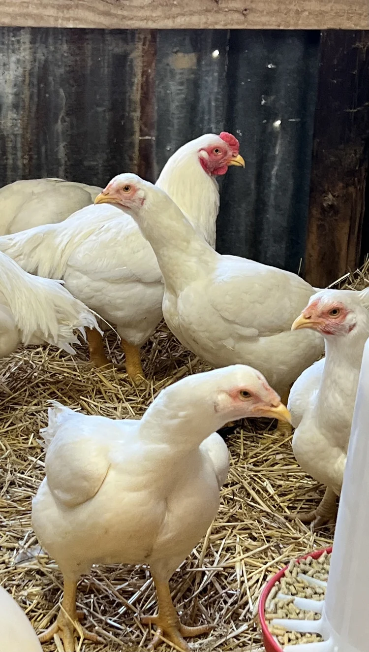 White Cornish — Harrison Chicken Ranch