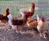 Whiting True Green — Harrison Chicken Ranch