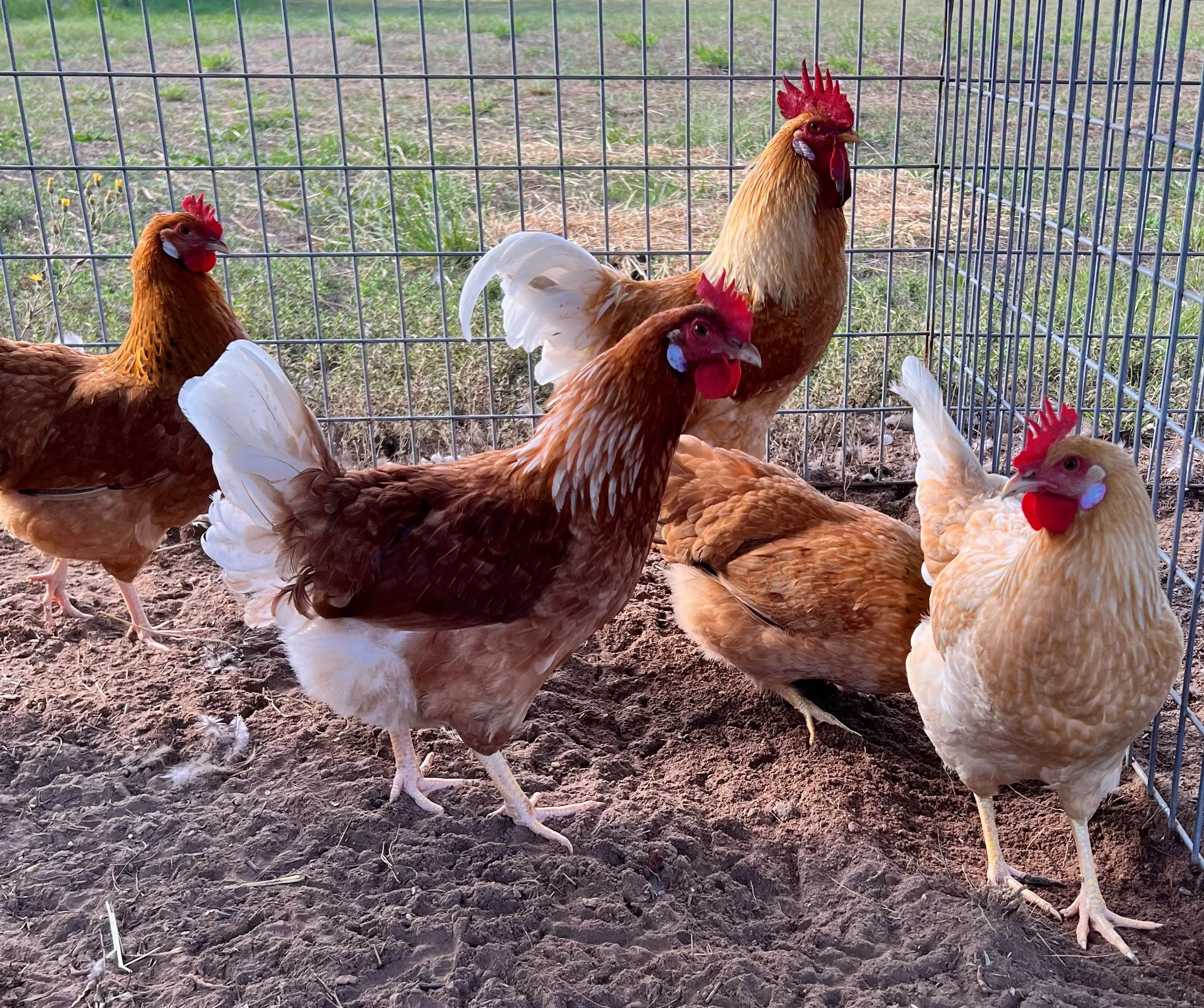 Whiting True Green — Harrison Chicken Ranch