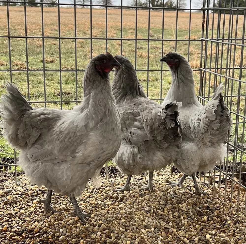 Lavender Orpington — Harrison Chicken Ranch