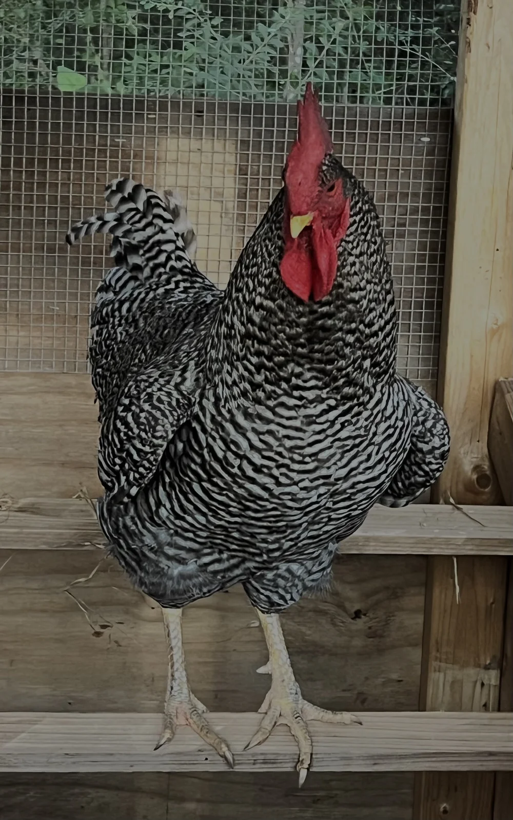 Barred Plymouth Rock — Harrison Chicken Ranch