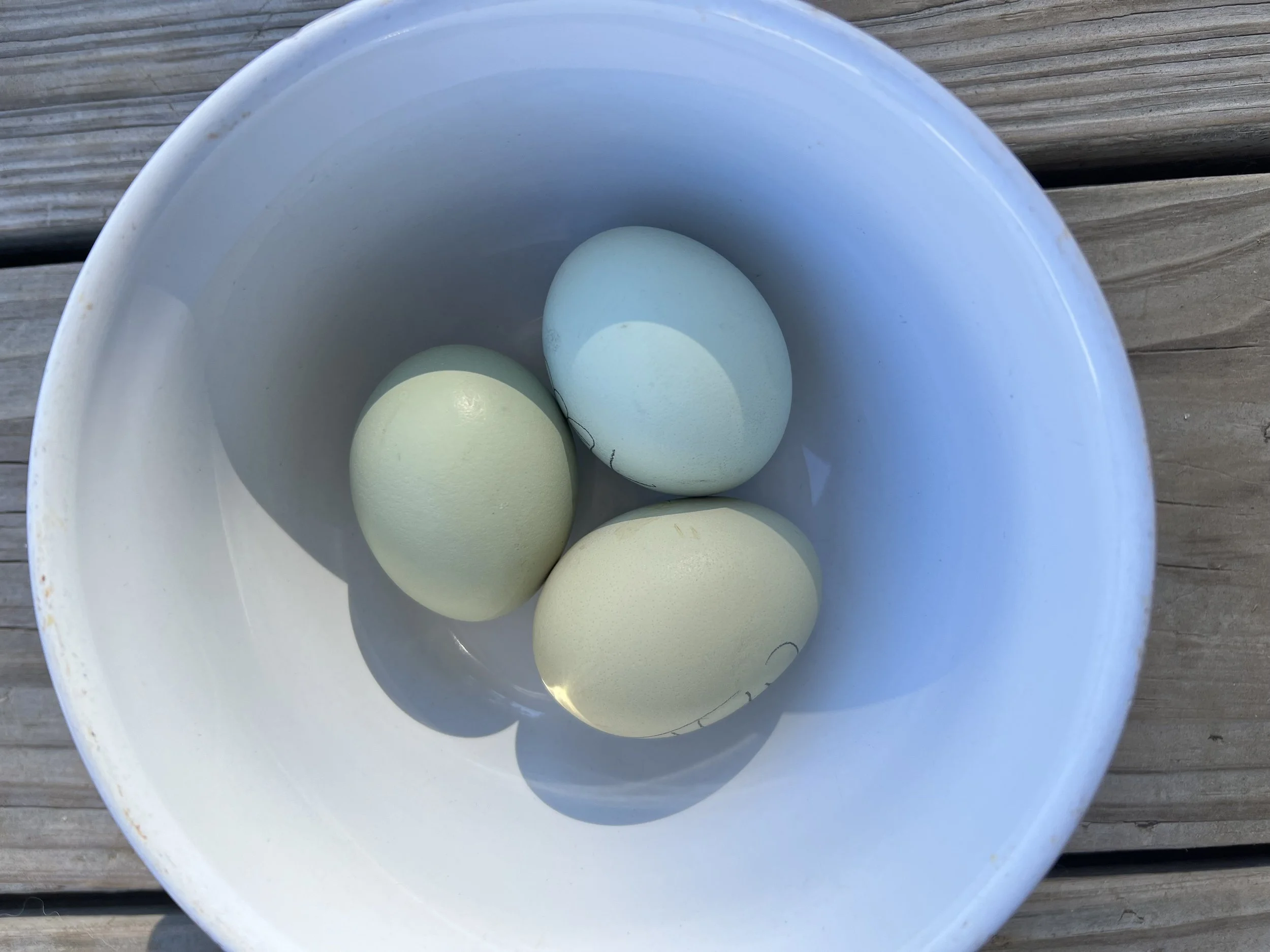Whiting True Green — Harrison Chicken Ranch