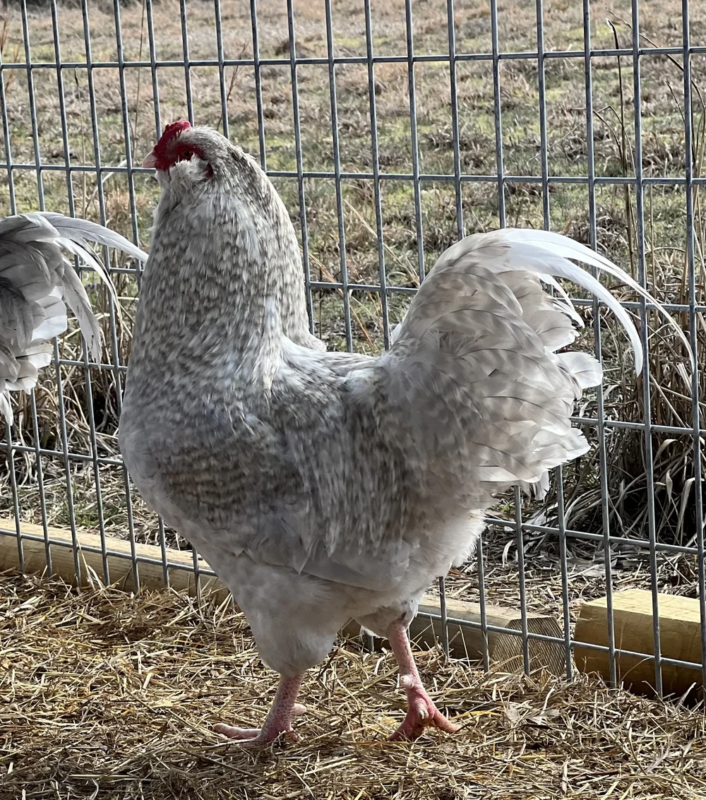 Lavender Cuckoo Ameraucana — Harrison Chicken Ranch
