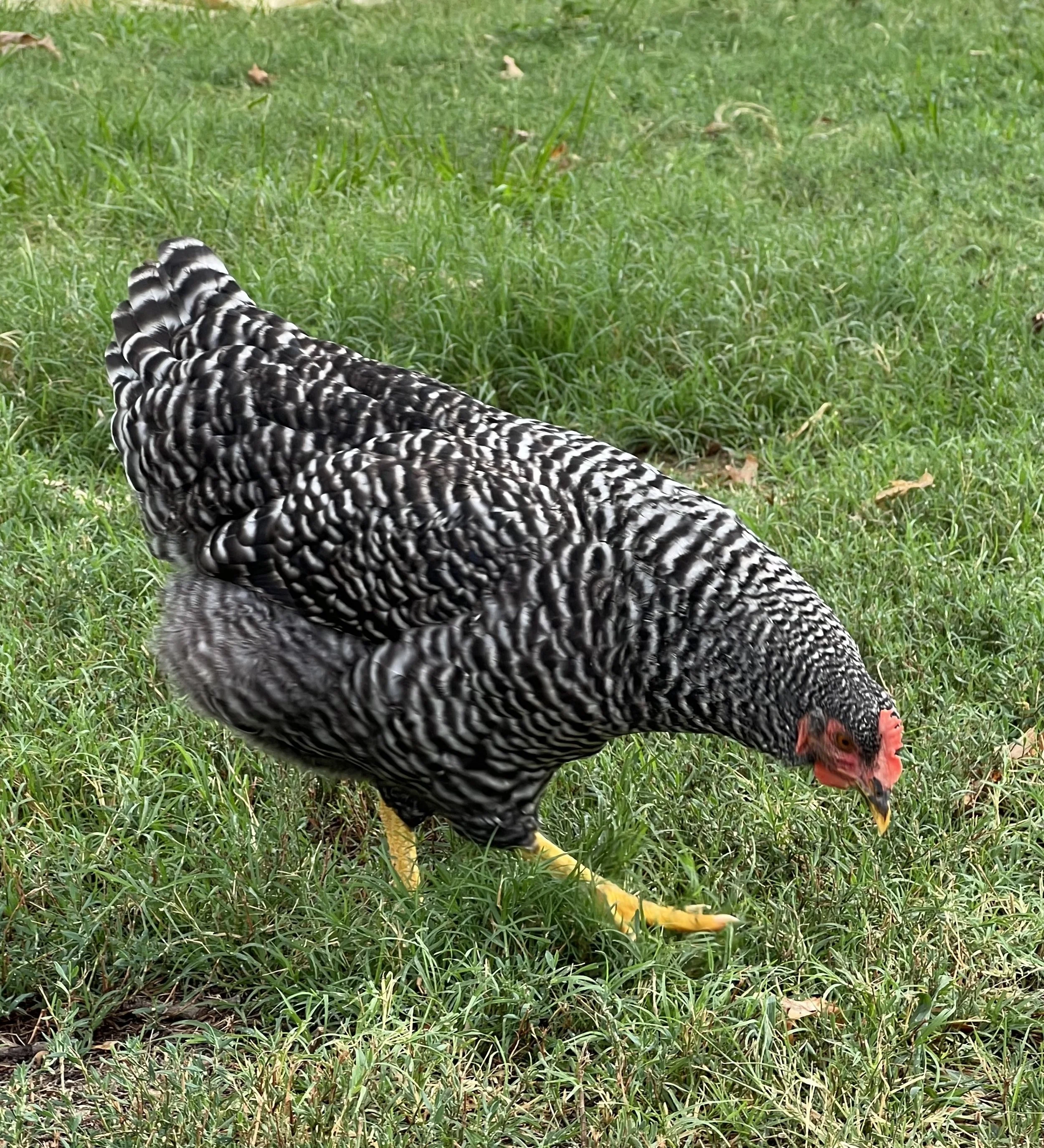 Barred Plymouth Rock — Harrison Chicken Ranch