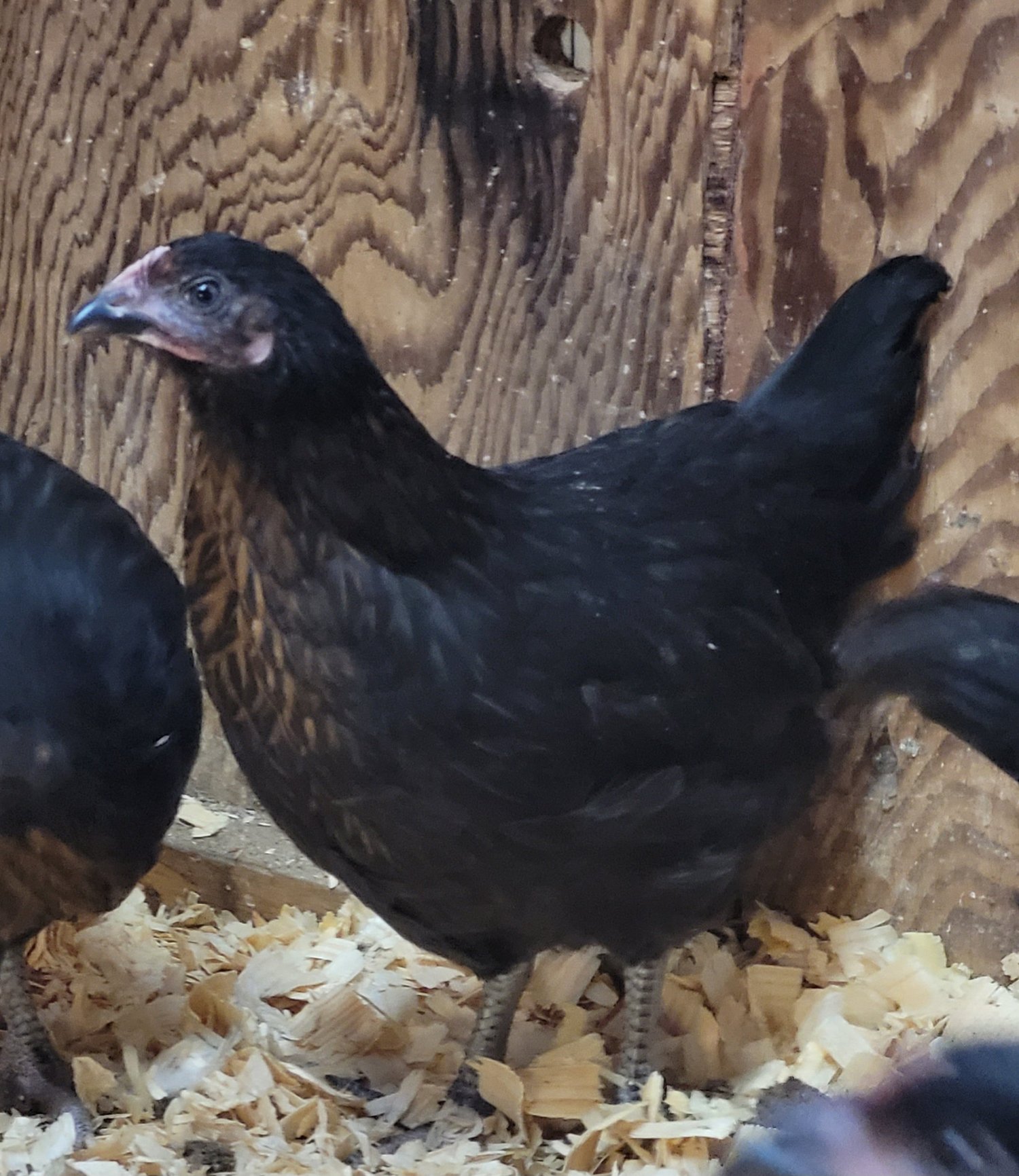 Available Females — Harrison Chicken Ranch