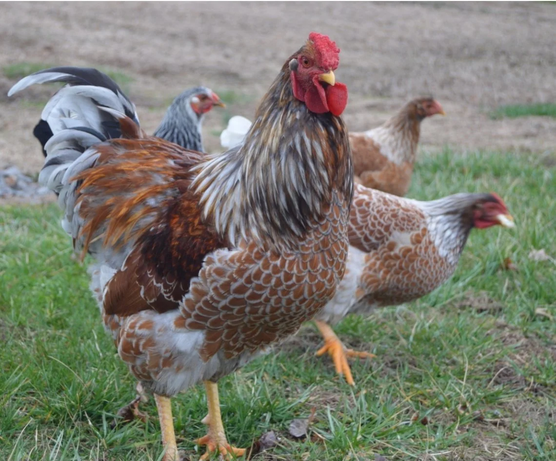 Harrison Chicken Ranch
