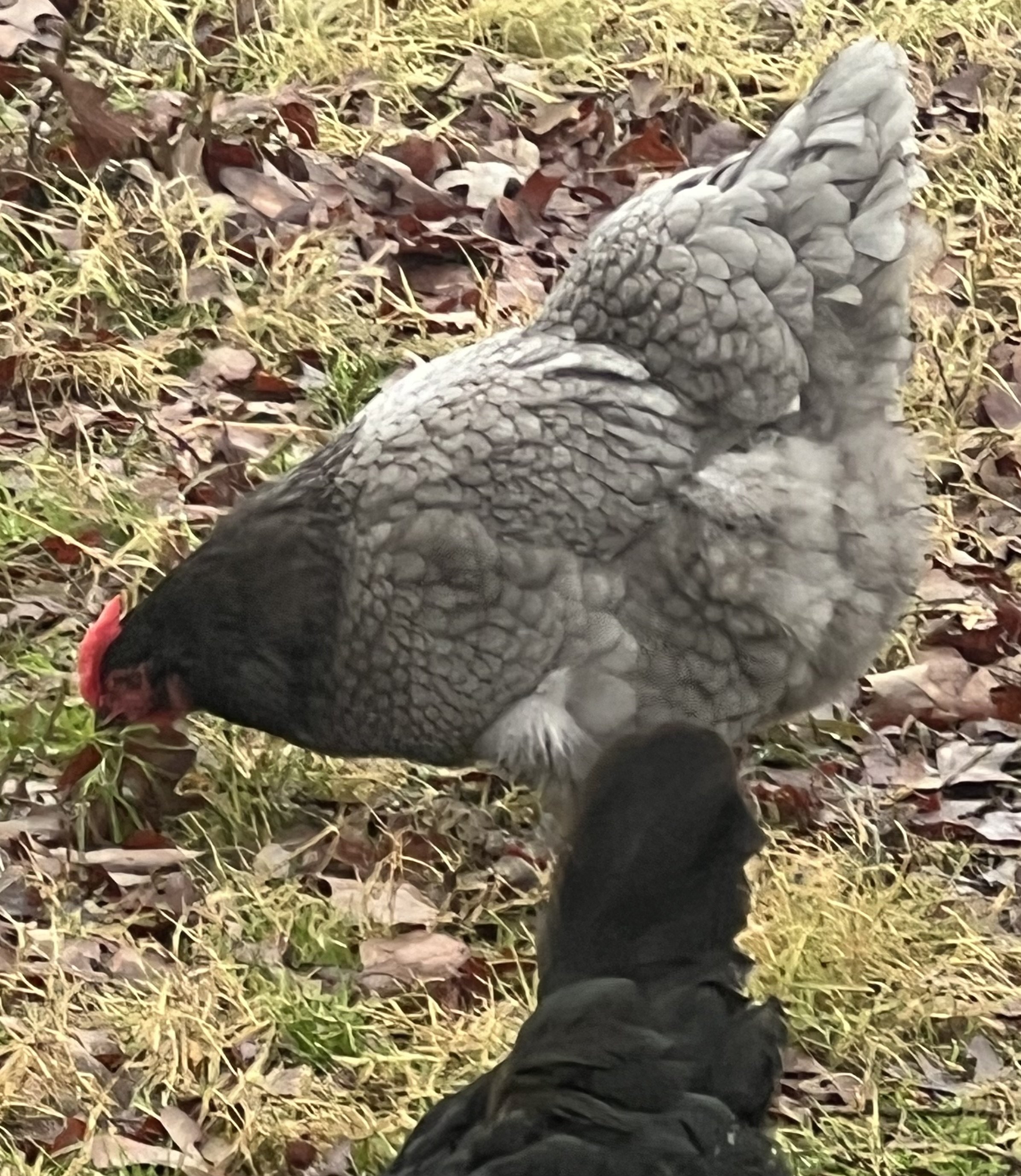Sex Links — Harrison Chicken Ranch